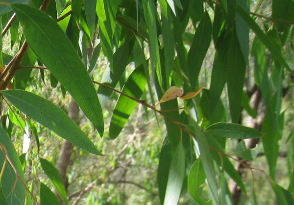 Eucalyptus Radiata Essential Oil – Herb Stop - Arizona's Herbal Store