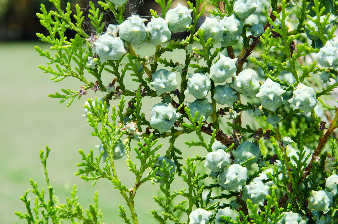 Cypress Essential Oil | Herb Stop - Arizona's Herbal Store
