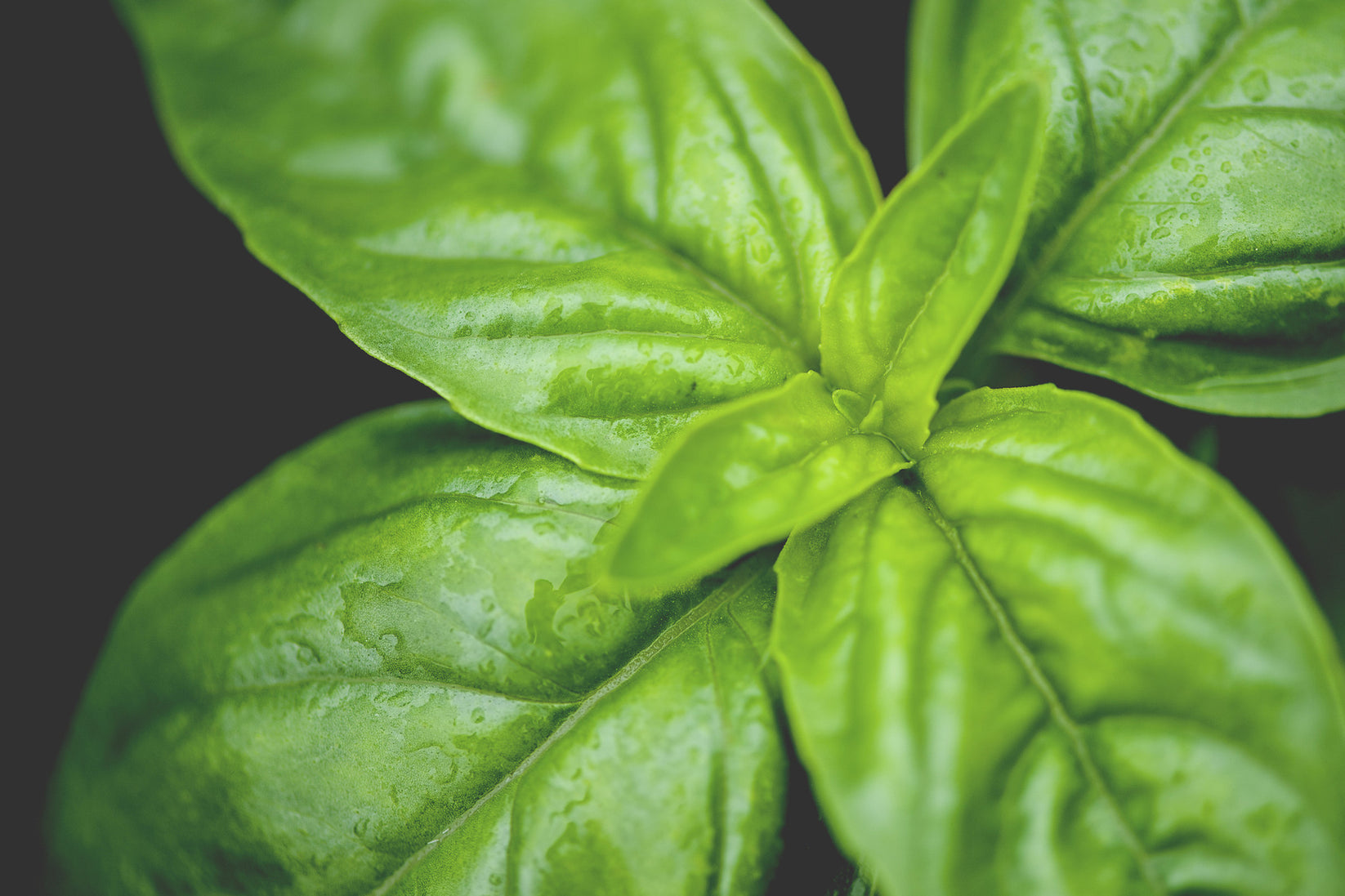 Sweet Basil Essential Oil - Certified Organic | Herb Stop - Arizona's ...